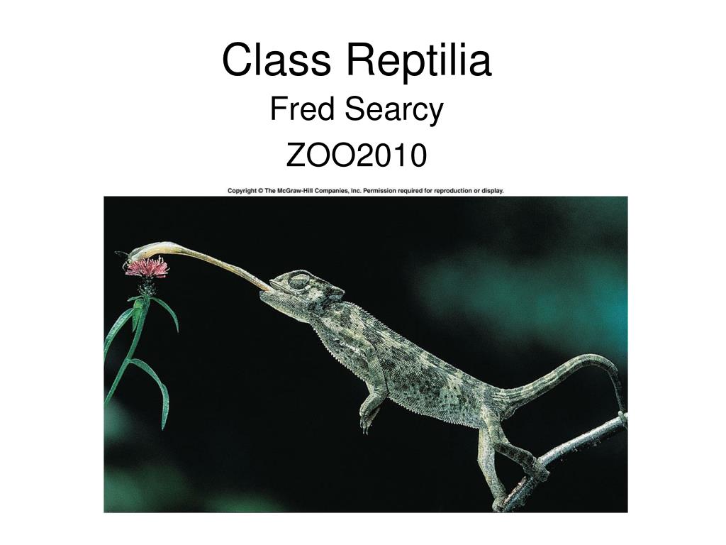 PPT - Class Reptilia PowerPoint Presentation, free download - ID:534579