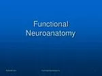 PPT - Neuroanatomy PowerPoint Presentation, free download - ID:664868