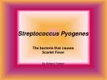 PPT - Streptococcus PowerPoint Presentation, free download - ID:2742719