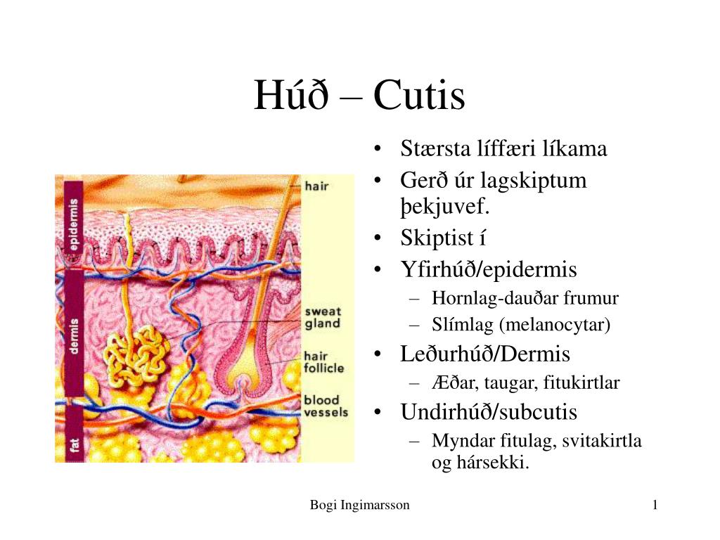 PPT - Húð – Cutis PowerPoint Presentation, free download - ID:534965