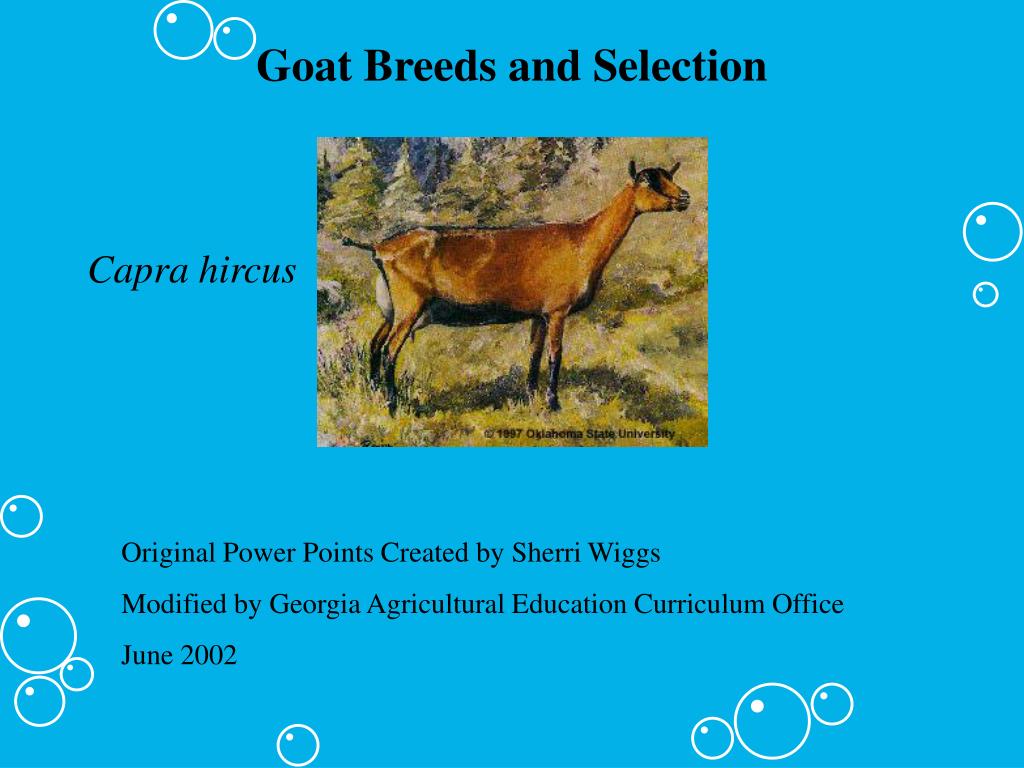 PPT - Goat Breeds and Selection PowerPoint Presentation, free download ...
