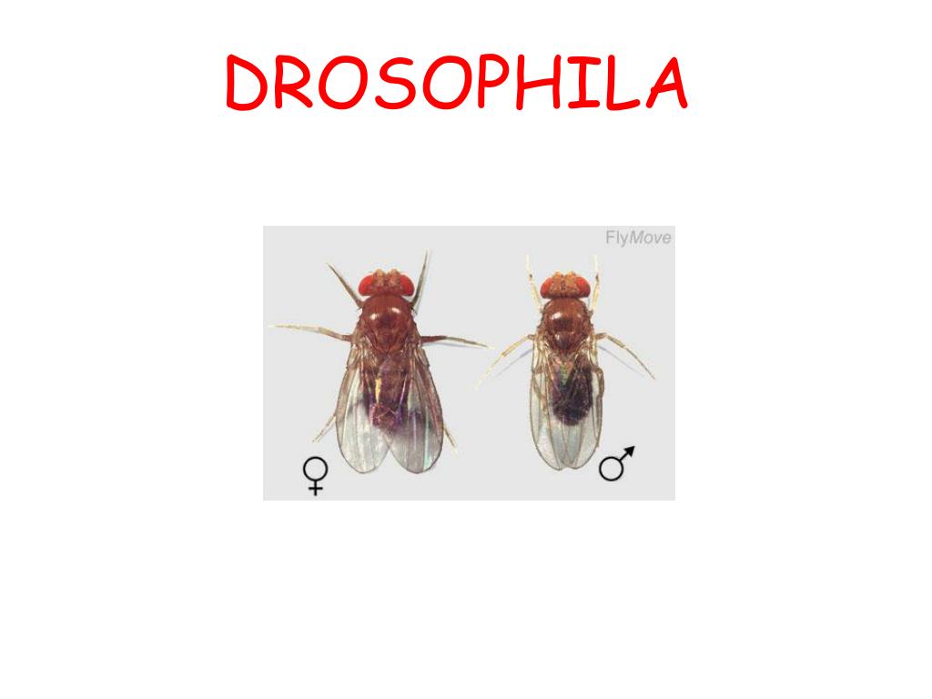 PPT - DROSOPHILA PowerPoint Presentation, free download - ID:536961