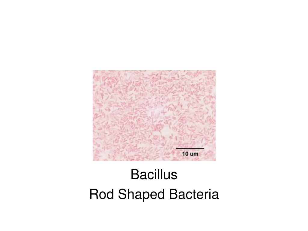 PPT - Bacillus Rod Shaped Bacteria PowerPoint Presentation, free ...