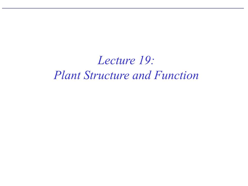 PPT - Lecture 19: Plant Structure and Function PowerPoint Presentation ...