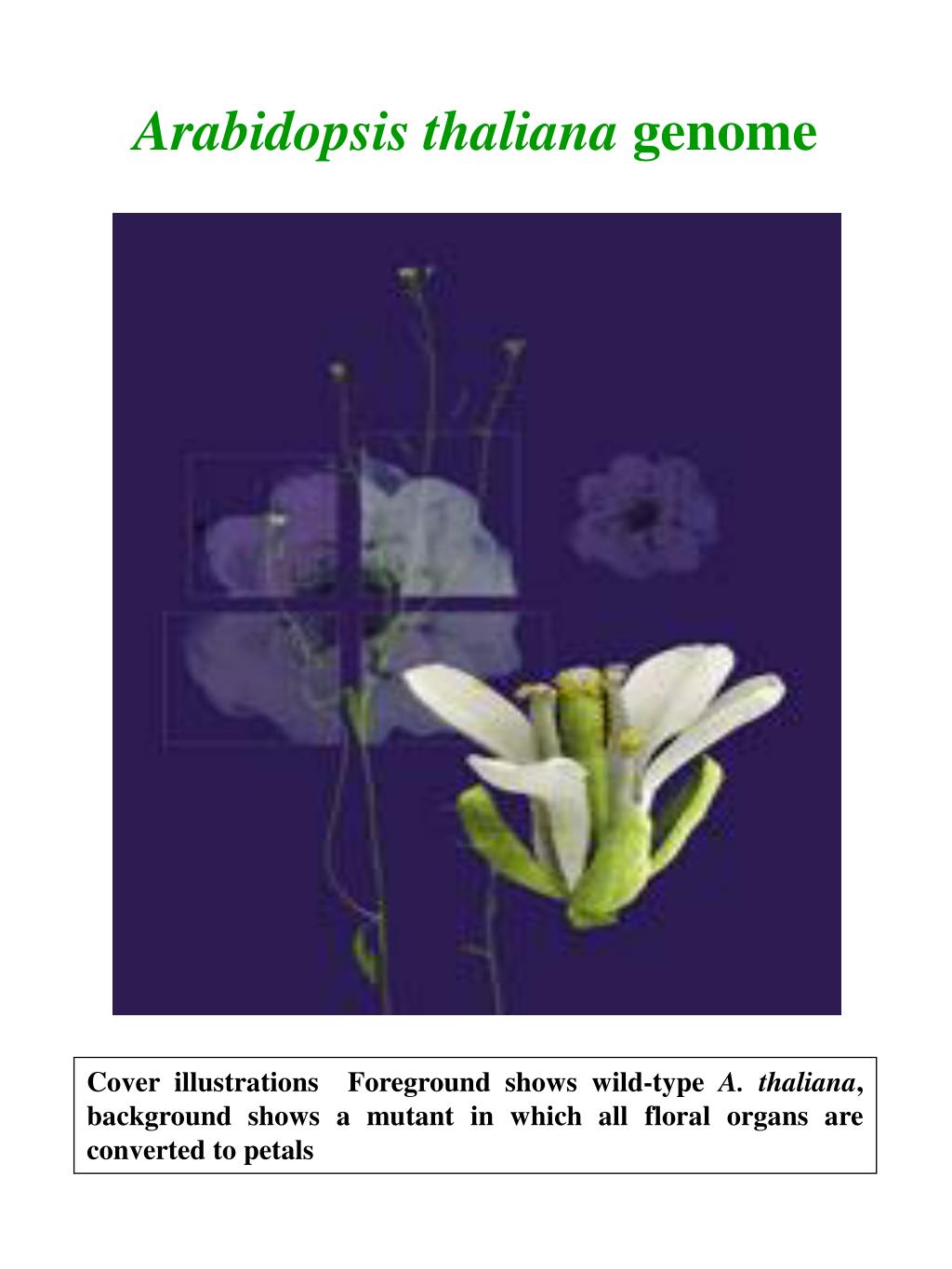 PPT - Arabidopsis thaliana genome PowerPoint Presentation, free ...
