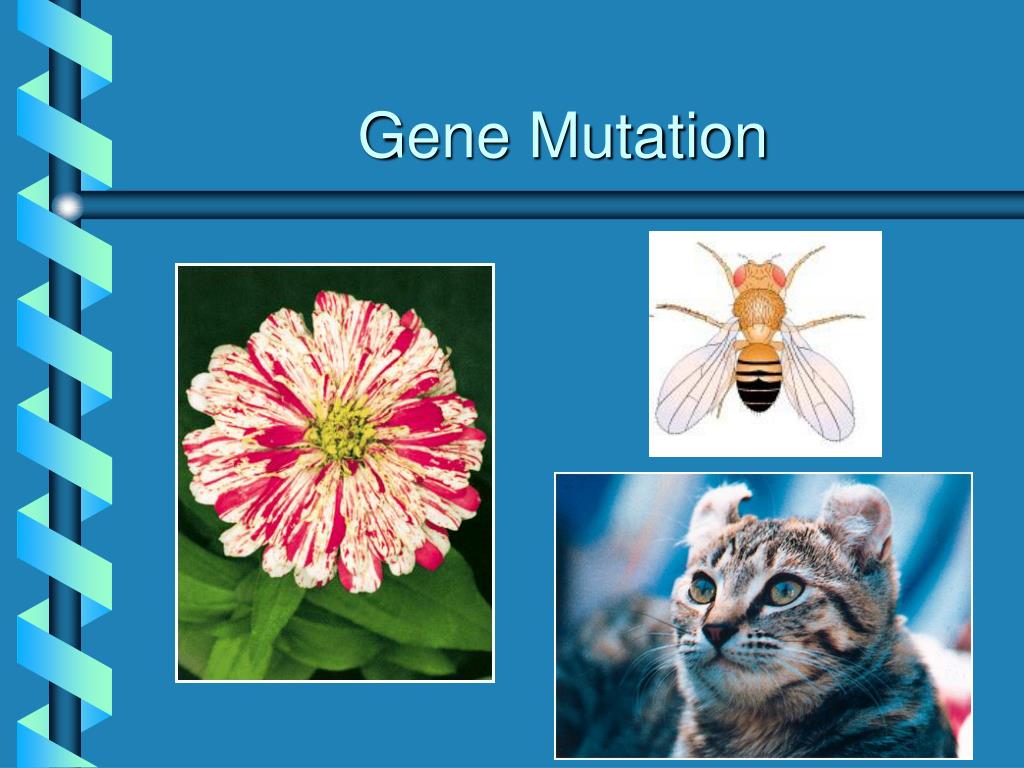 PPT - Gene Mutation PowerPoint Presentation, free download - ID:550216