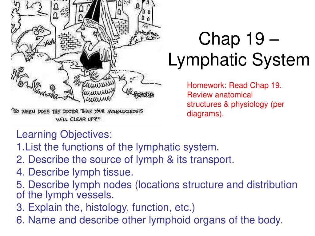 PPT - Chap 19 – Lymphatic System PowerPoint Presentation, free download ...