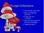 PPT - Lecture 9 clinicl practice Laboratory Diagnosis of Fungal ...
