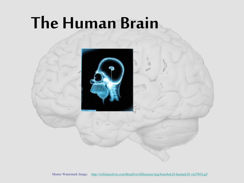 PPT - The Human Brain PowerPoint Presentation, free download - ID:555225