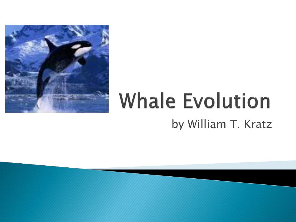 PPT - Whale Evolution PowerPoint Presentation, free download - ID:560607