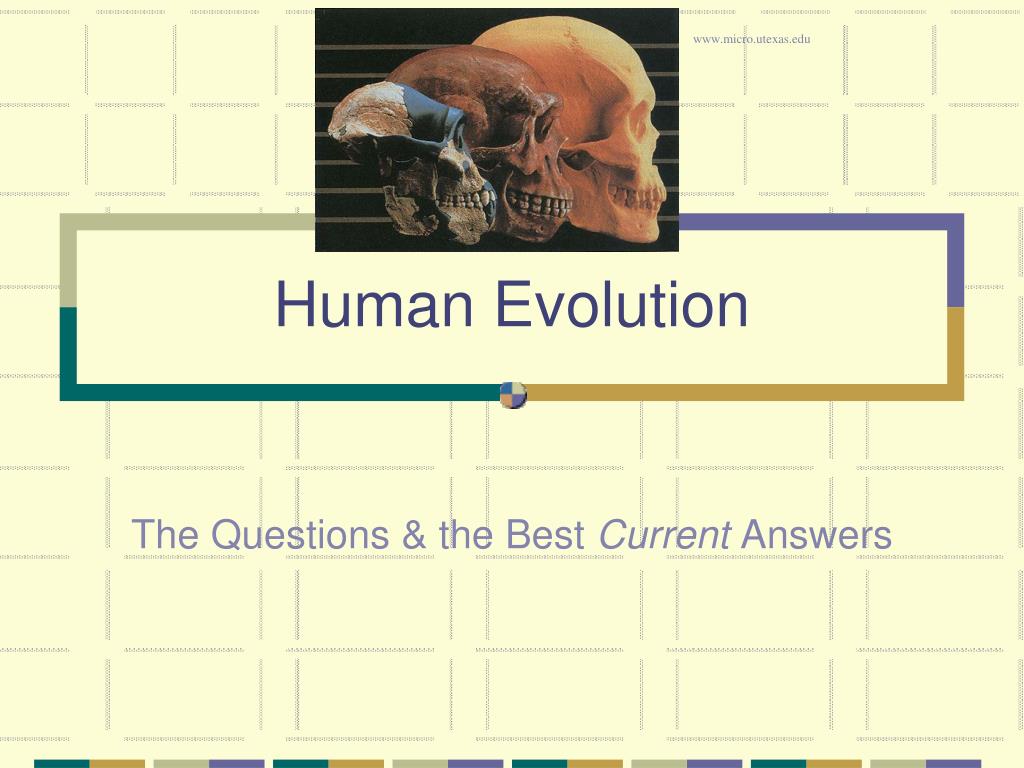 PPT - Human Evolution PowerPoint Presentation, free download - ID:562206
