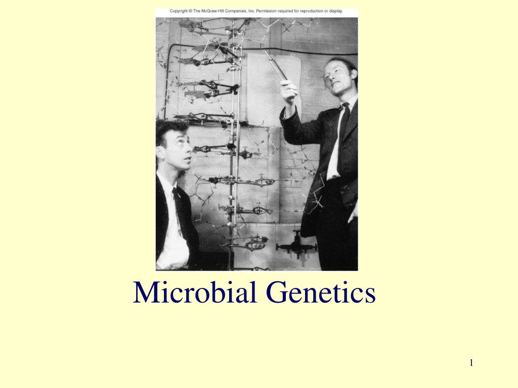 PPT - Microbial Genetics PowerPoint Presentation, free download - ID:564106