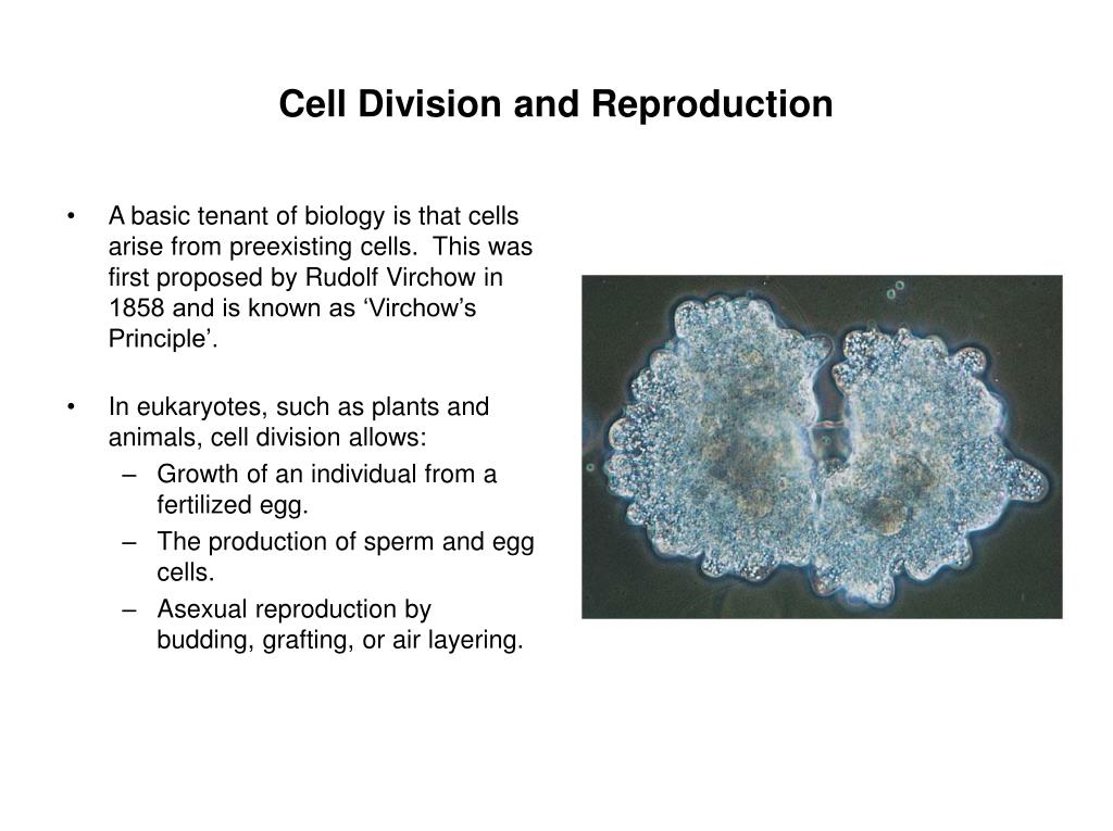 PPT - Cell Division and Reproduction PowerPoint Presentation, free ...