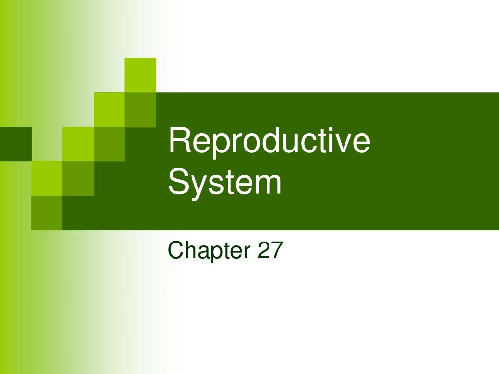 PPT - Reproductive System PowerPoint Presentation, free download - ID ...