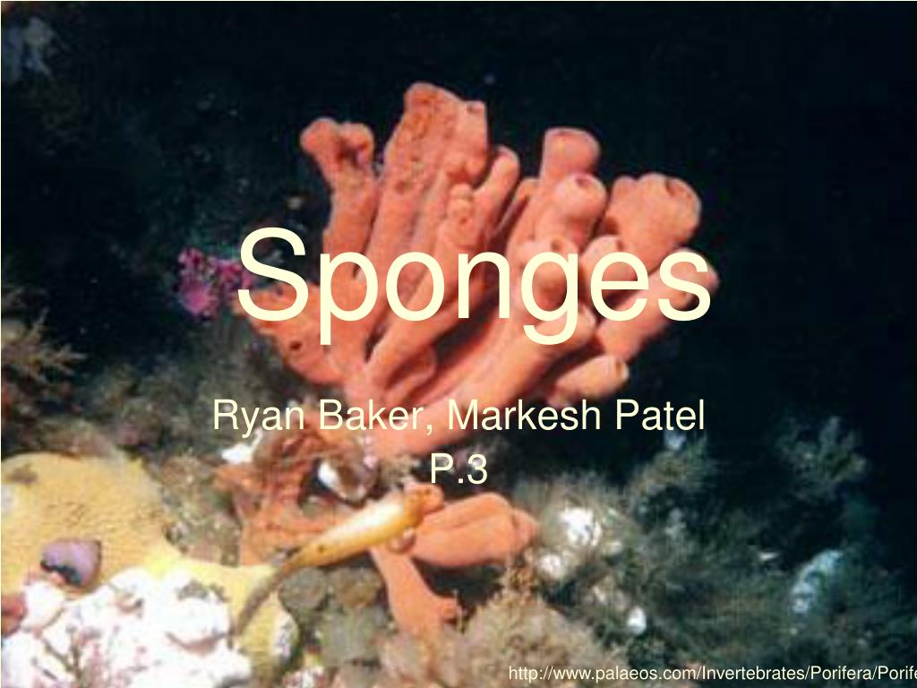 PPT - Sponges PowerPoint Presentation, free download - ID:568967