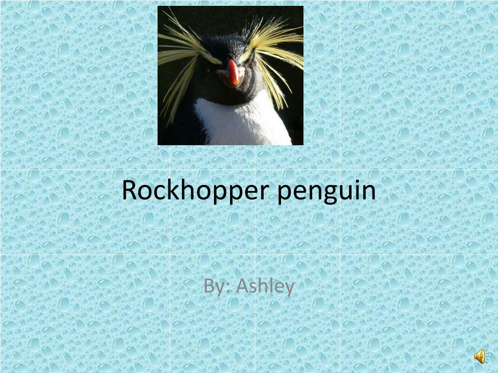PPT - Rockhopper penguin PowerPoint Presentation, free download - ID:570948