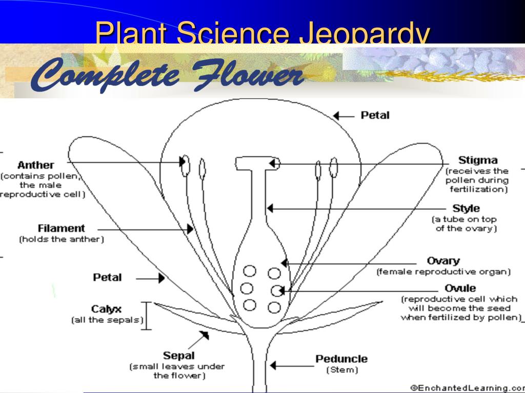 PPT - Plant Science Jeopardy PowerPoint Presentation, free download ...