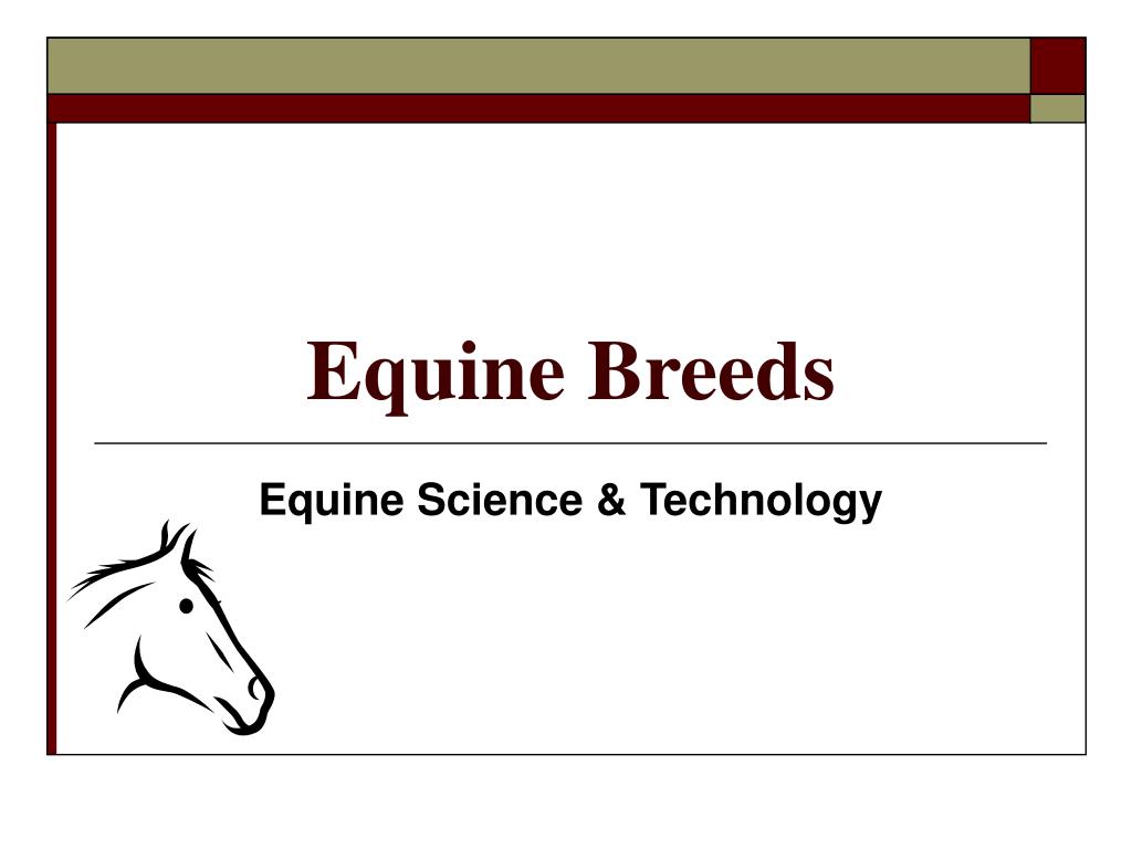 PPT - Equine Breeds PowerPoint Presentation, free download - ID:575205