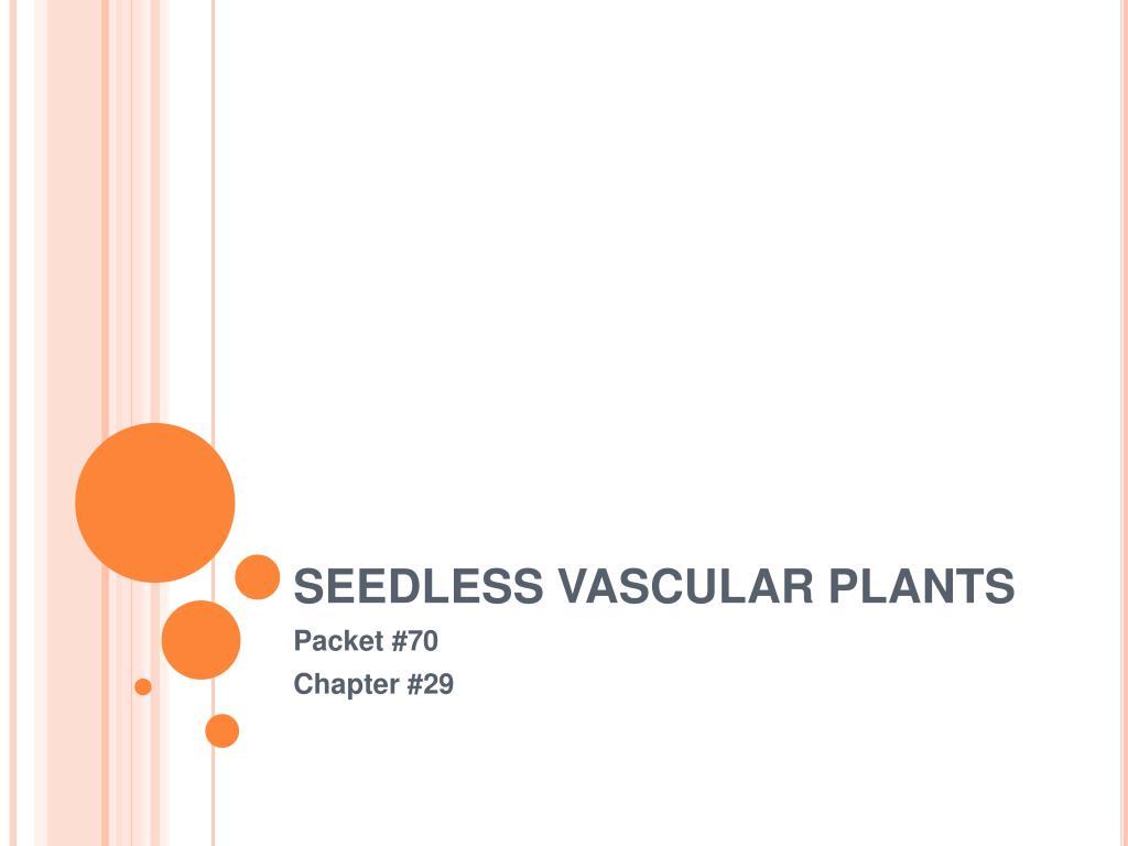 PPT - SEEDLESS VASCULAR PLANTS PowerPoint Presentation, free download ...