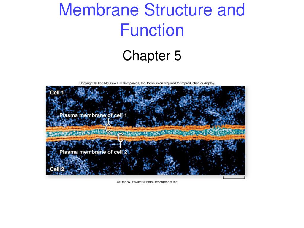 PPT - Membrane Structure and Function PowerPoint Presentation, free ...
