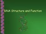 PPT - DNA Structure and Function PowerPoint Presentation, free download ...