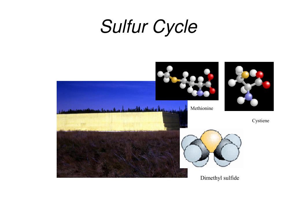 PPT - Sulfur Cycle PowerPoint Presentation, free download - ID:584846
