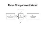 PPT - Compartment Models PowerPoint Presentation, free download - ID ...