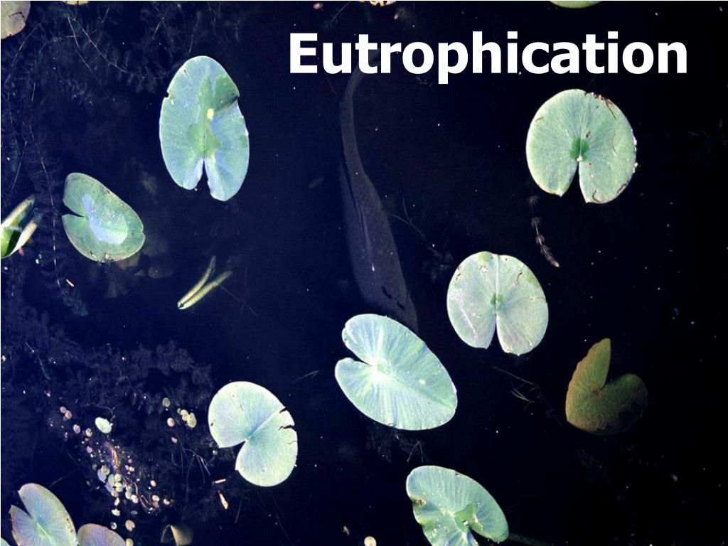 PPT - Eutrophication PowerPoint Presentation, free download - ID:587280