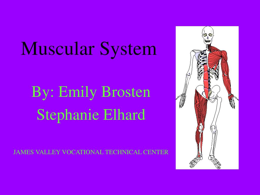 PPT - Muscular System PowerPoint Presentation, free download - ID:58772