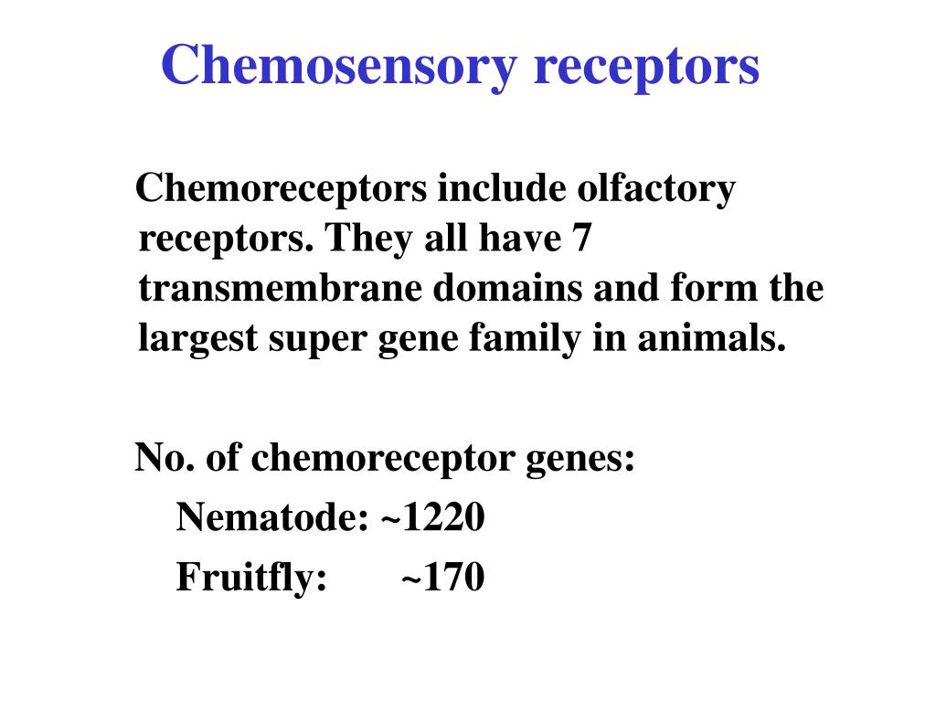PPT - Chemosensory receptors PowerPoint Presentation, free download ...