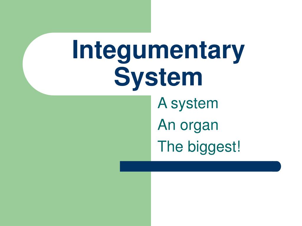 PPT - Integumentary System PowerPoint Presentation, free download - ID ...