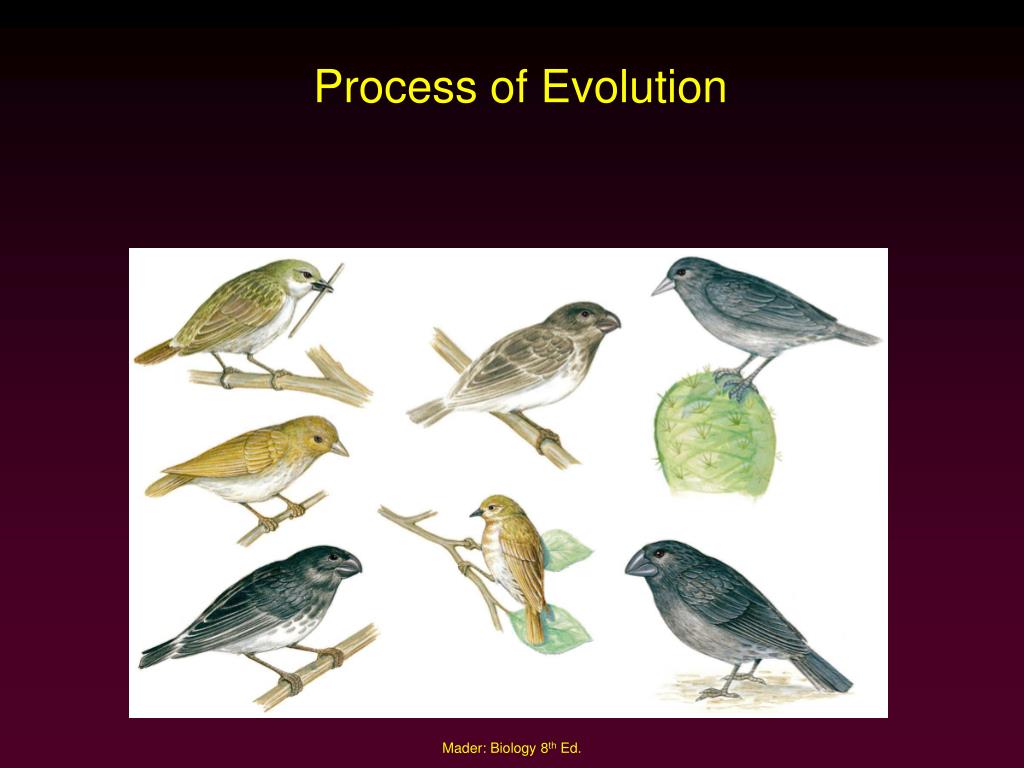 PPT - Process of Evolution PowerPoint Presentation, free download - ID ...