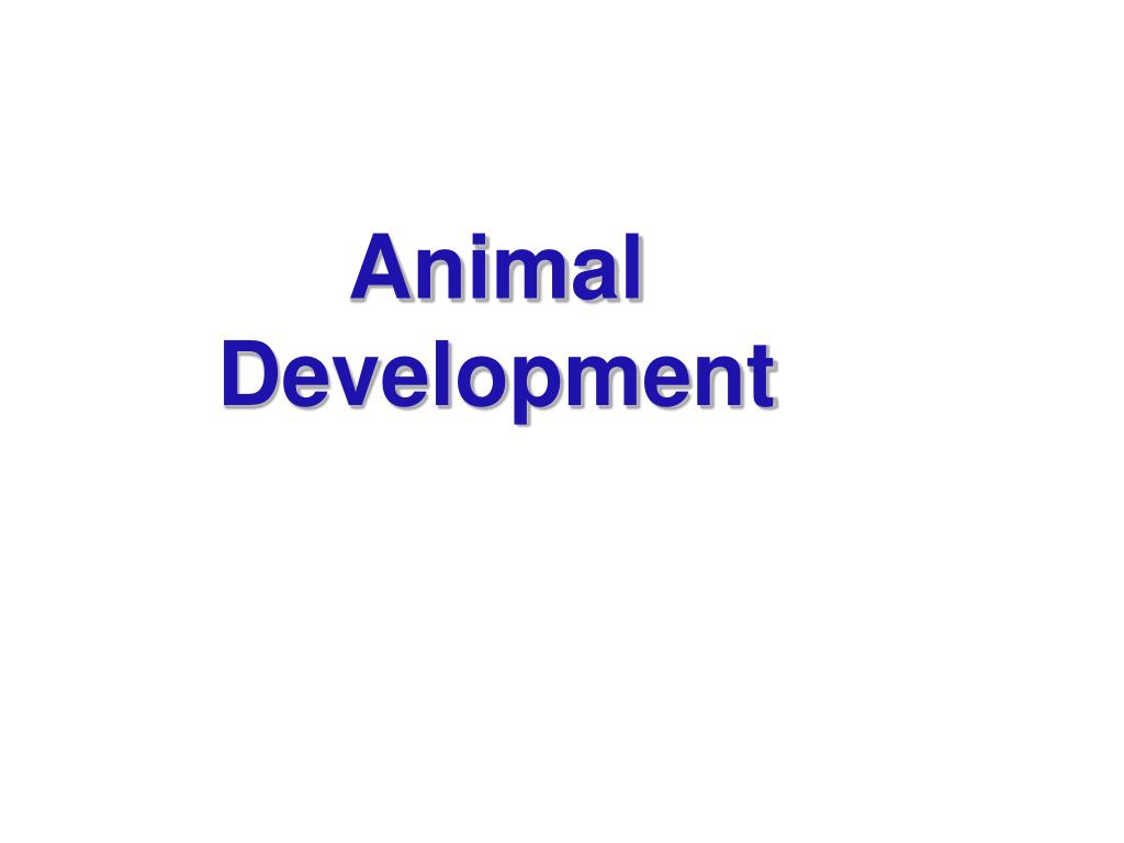 PPT - Animal Development PowerPoint Presentation, free download - ID:589477