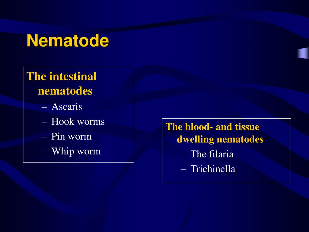 PPT - Nematode PowerPoint Presentation, free download - ID:590134