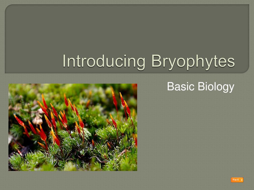 PPT - Introducing Bryophytes PowerPoint Presentation, free download ...