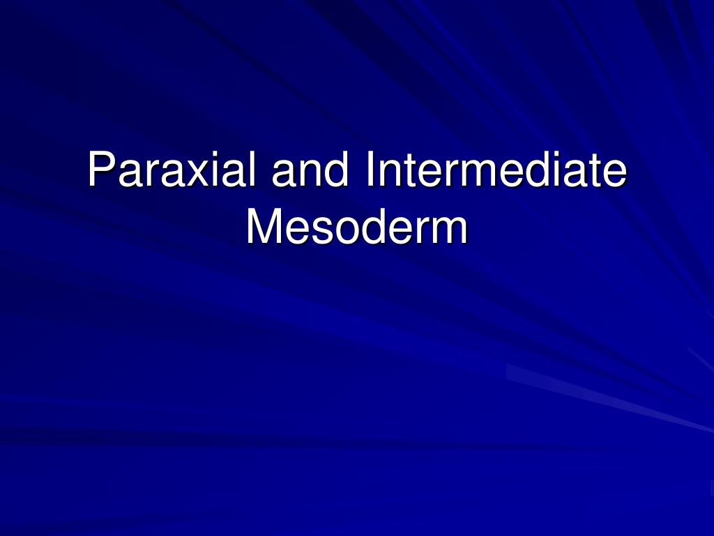 PPT - Paraxial and Intermediate Mesoderm PowerPoint Presentation, free ...