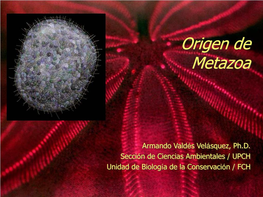 PPT - Origen de Metazoa PowerPoint Presentation, free download - ID:590999