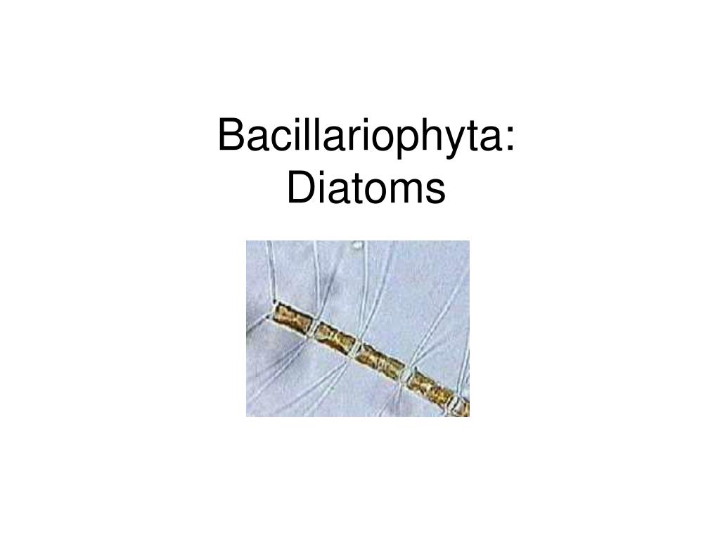 PPT - Bacillariophyta: Diatoms PowerPoint Presentation, free download ...