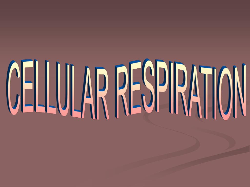 PPT - CELLULAR RESPIRATION PowerPoint Presentation, free download - ID ...