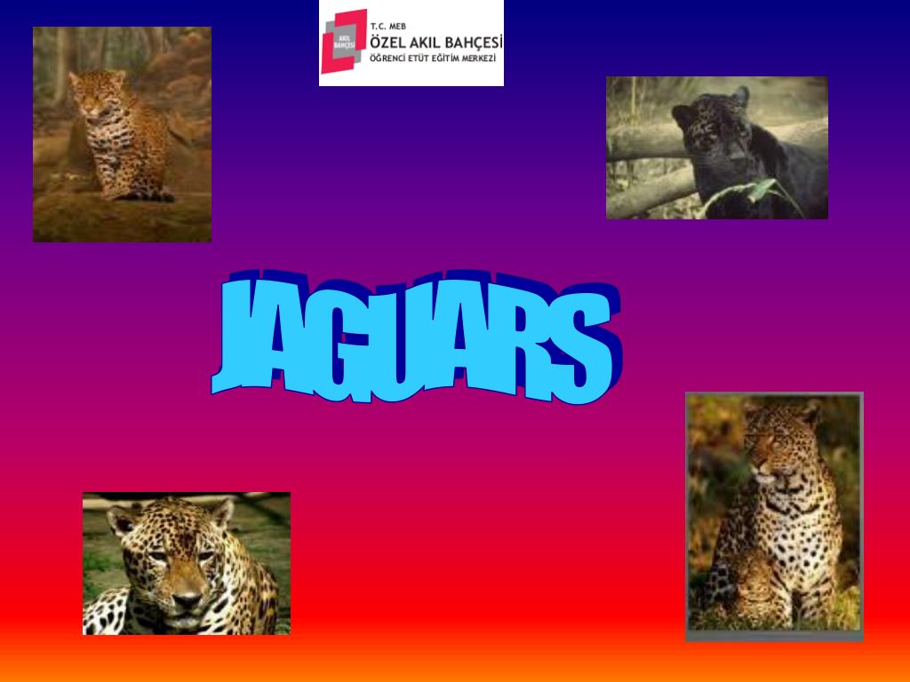 PPT - JAGUARS PowerPoint Presentation, free download - ID:591706