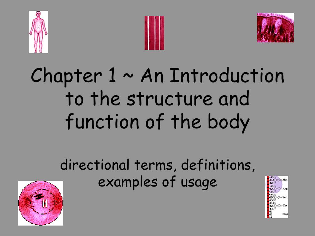 PPT - Chapter 1 ~ An Introduction to the structure and function of the ...