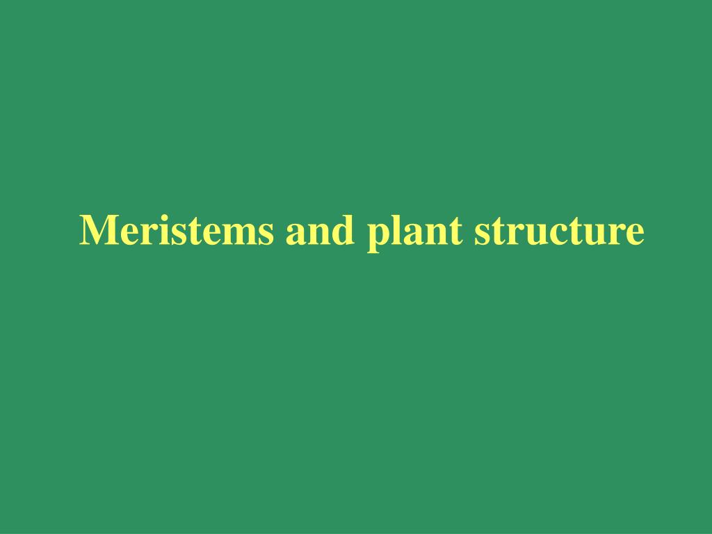 PPT - Meristems and plant structure PowerPoint Presentation, free ...