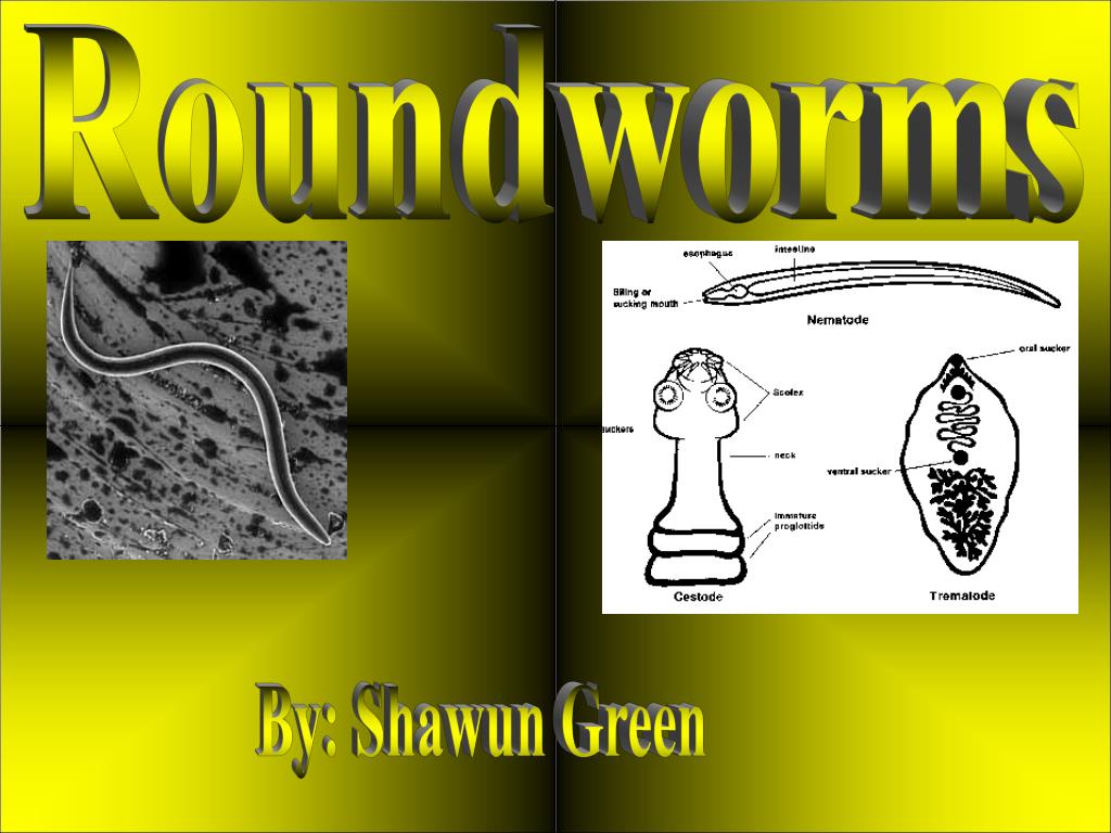 PPT - Roundworms PowerPoint Presentation, free download - ID:597271