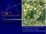 PPT - Extranuclear Inheritance PowerPoint Presentation, free download ...