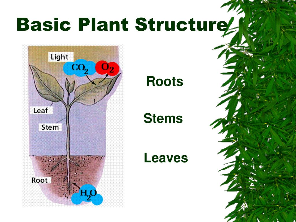 PPT - Basic Plant Structure PowerPoint Presentation, free download - ID ...
