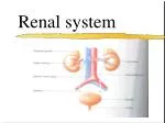 PPT - RENAL SYSTEM PowerPoint Presentation, free download - ID:9548883