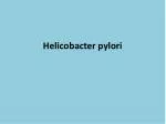 PPT - HELICOBACTER PYLORI. PowerPoint Presentation, free download - ID ...
