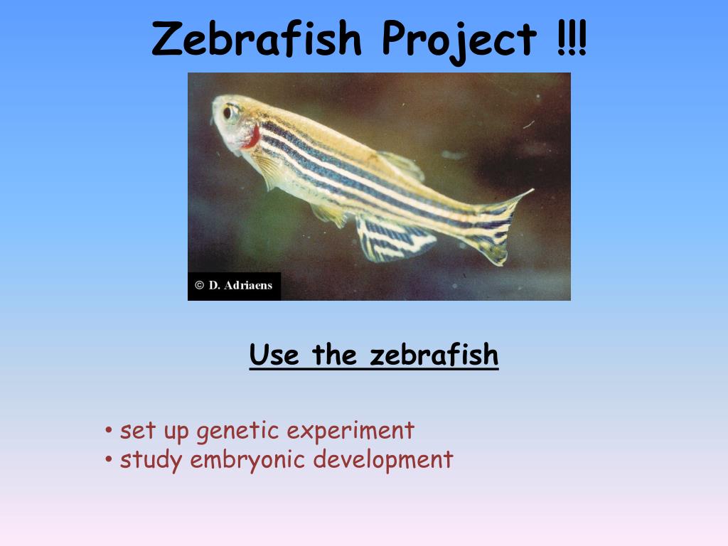 PPT - Zebrafish Project !!! PowerPoint Presentation, free download - ID ...