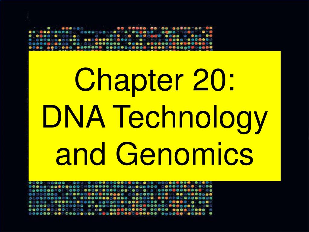 PPT - Chapter 20: DNA Technology and Genomics PowerPoint Presentation ...