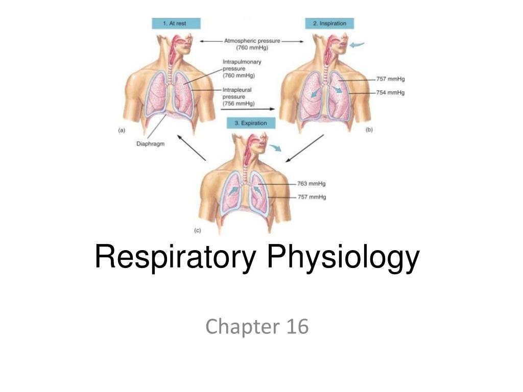 PPT - Respiratory Physiology PowerPoint Presentation, free download ...